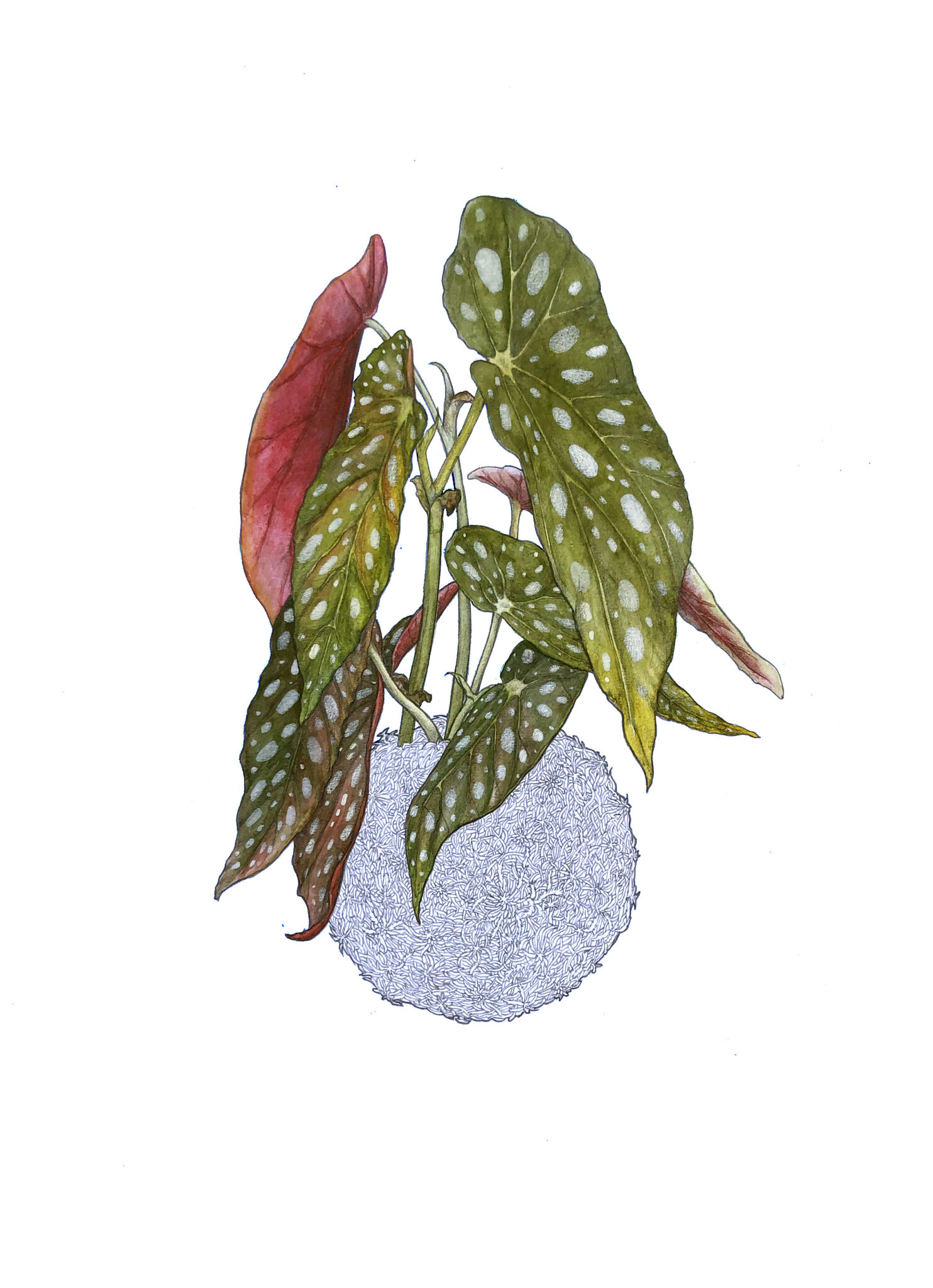 Begonia Maculata Kokedama Linda Marino Portfolio